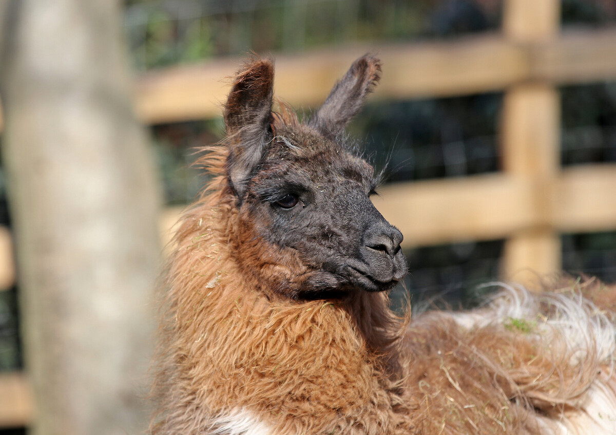 Lama | Zoo Leipzig Förderverein