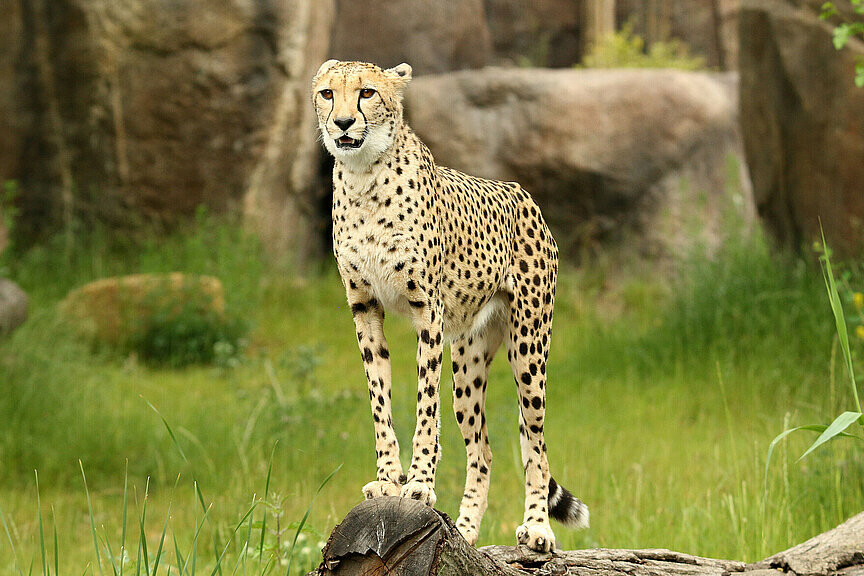 Südafrikanischer Gepard | Zoo Leipzig Förderverein